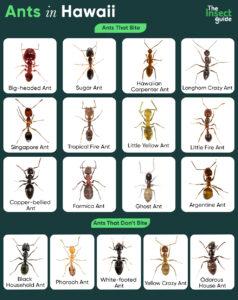 List of Common Types of Ants in Hawaii – with Pictures