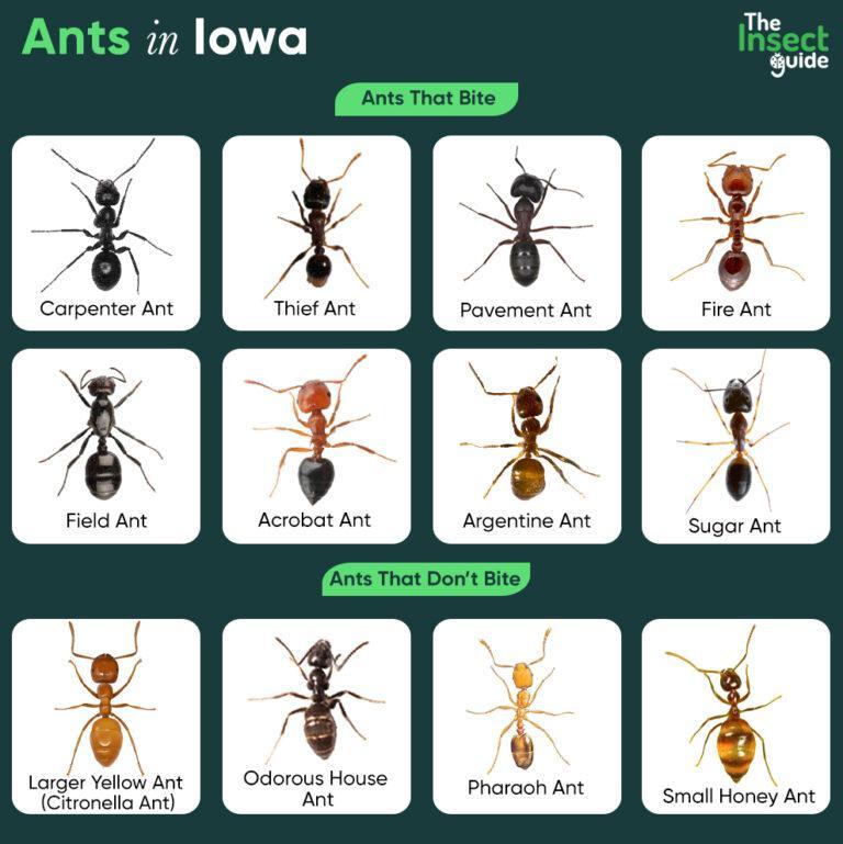 List of Common Types of Ants in Iowa – with Pictures