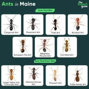 List of Common Types of Ants in Maine – with Pictures