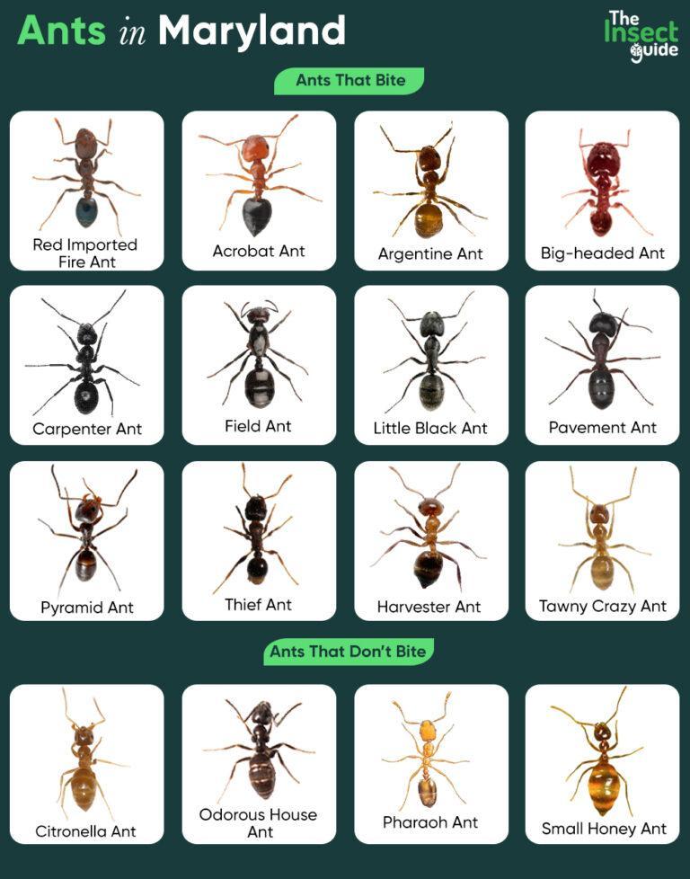 List of Common Types of Ants in Maryland – with Pictures