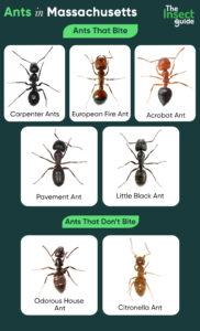 List of Common Types of Ants in Massachusetts – with Pictures