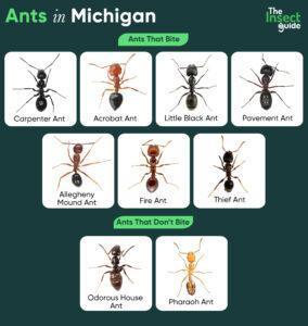 List of Common Types of Ants in Michigan – with Pictures
