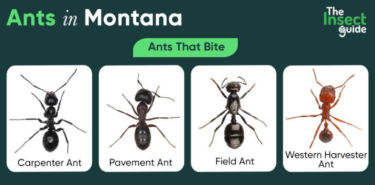 List of Common Types of Ants in Montana – with Pictures