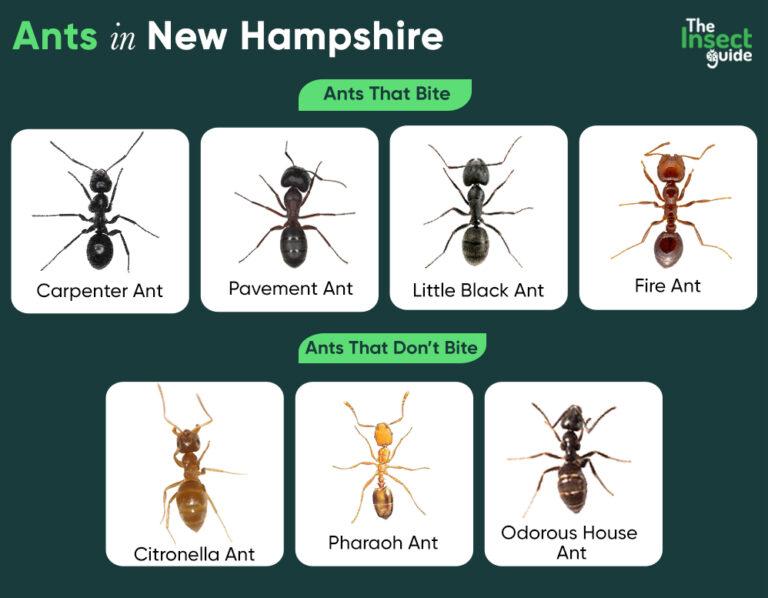 List of Common Types of Ants in New Hampshire– with Pictures