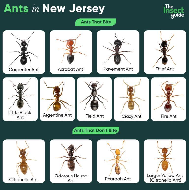 List of Common Types of Ants in New Jersey– with Pictures