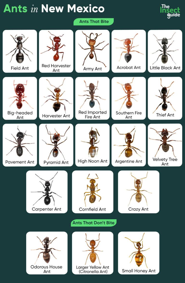 List of Common Types of Ants in New Mexico – with Pictures