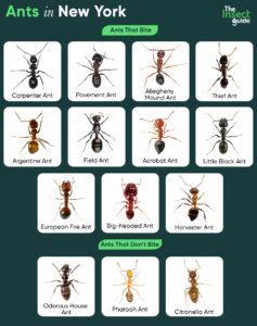 List of Common Types of Ants in New York – with Pictures