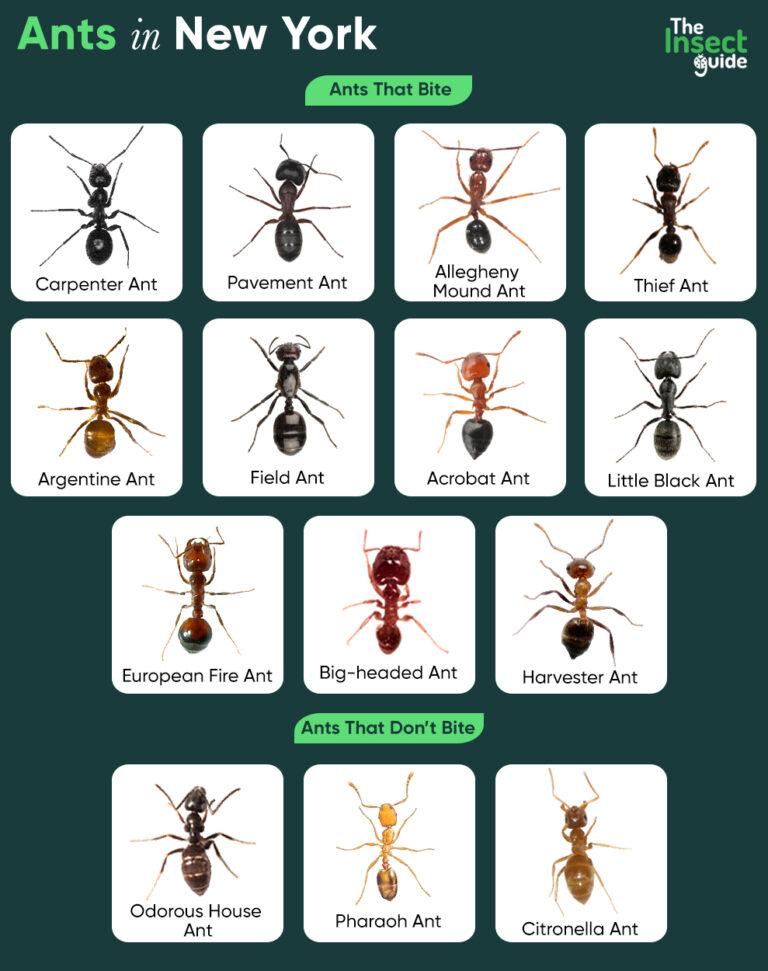 List of Common Types of Ants in New York – with Pictures