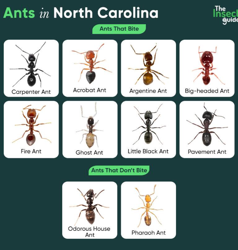 List of Common Types of Ants in North Carolina – with Pictures
