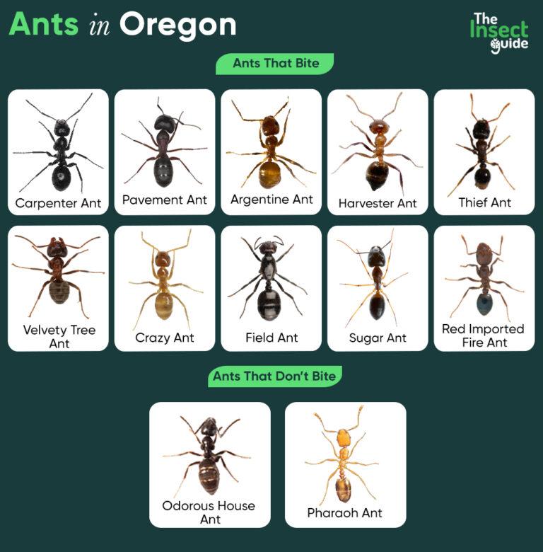 List of Common Types of Ants in Oregon – with Pictures