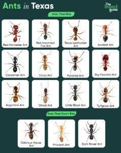 List of Common Types of Ants in Texas – with Pictures
