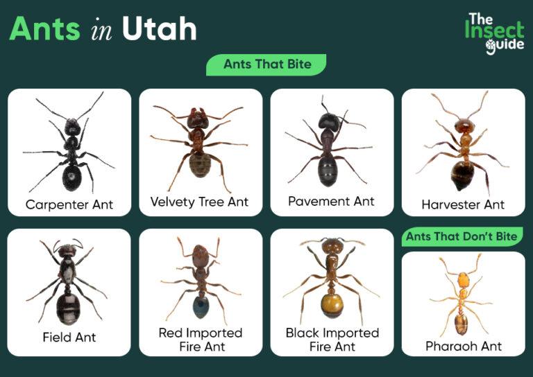 List of Common Types of Ants in Utah – with Pictures