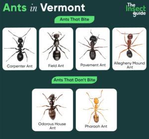 List of Common Types of Ants in Vermont – with Pictures