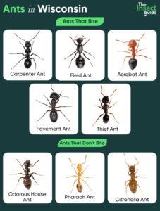 List of Common Types of Ants in Wisconsin – with Pictures
