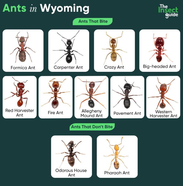 List of Common Types of Ants in Wyoming – with Pictures