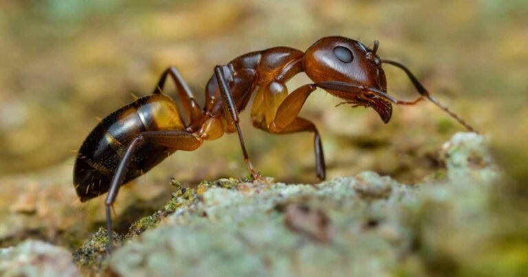 Thief Ant - Facts and Identification with Pictures