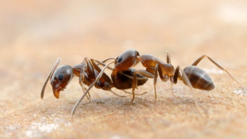 Argentine Ant Facts, Description, and Pictures