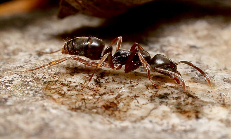 Thief Ant - Facts and Identification with Pictures