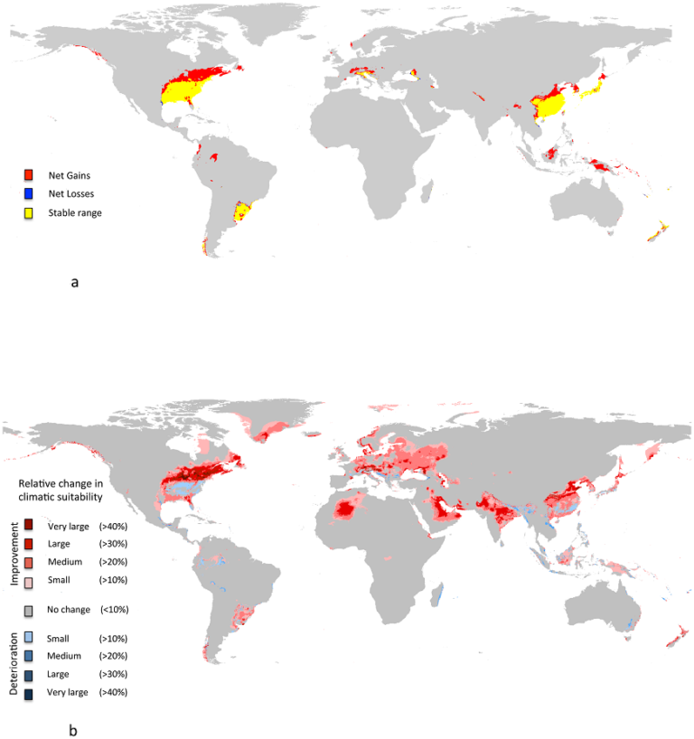 Asian Needle Ant Facts, Description, and Pictures