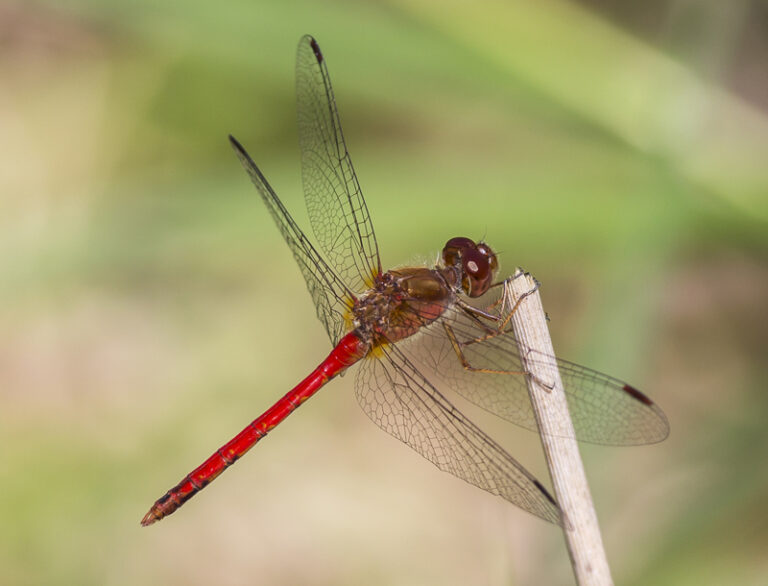 Common Whitetail Facts, Description, and Pictures