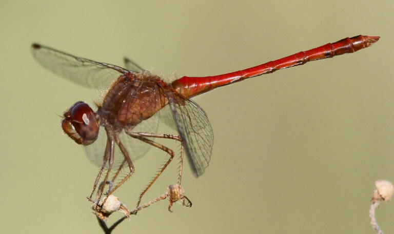Autumn Meadowhawk Facts, Identification and Pictures