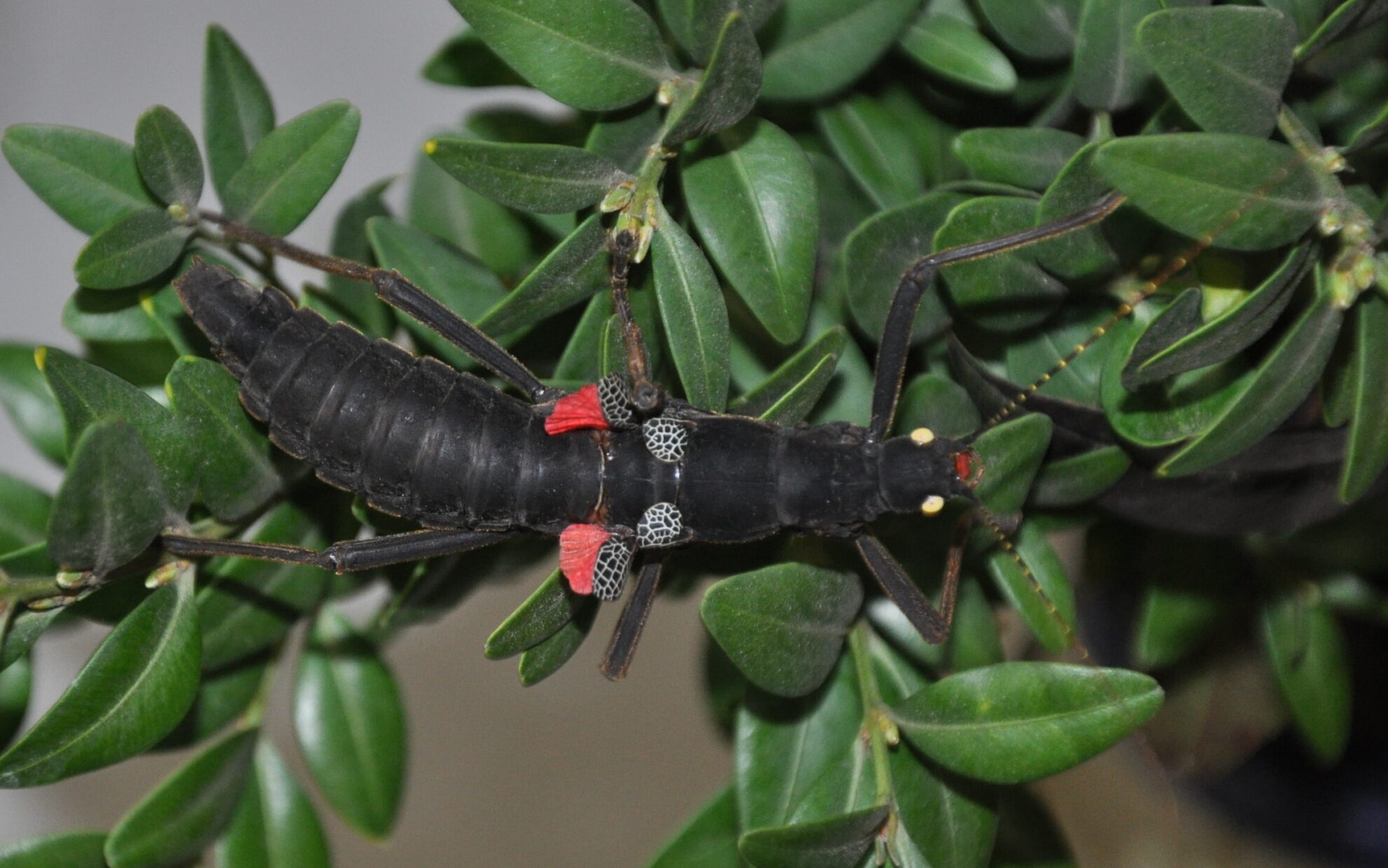 Lord Howe Island Stick Insect Facts, Identification and Pictures