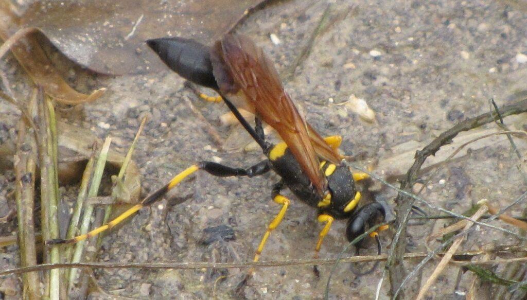 Black And Yellow Mud Dauber Facts, Description, and Pictures