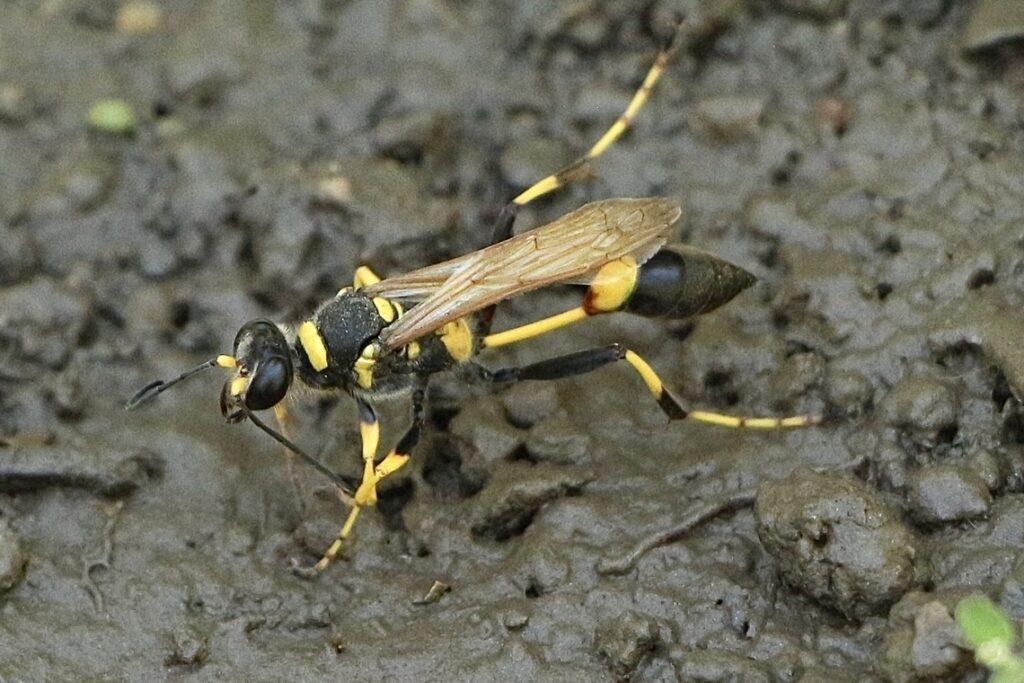 Blue Mud Dauber Facts, Description, and Pictures