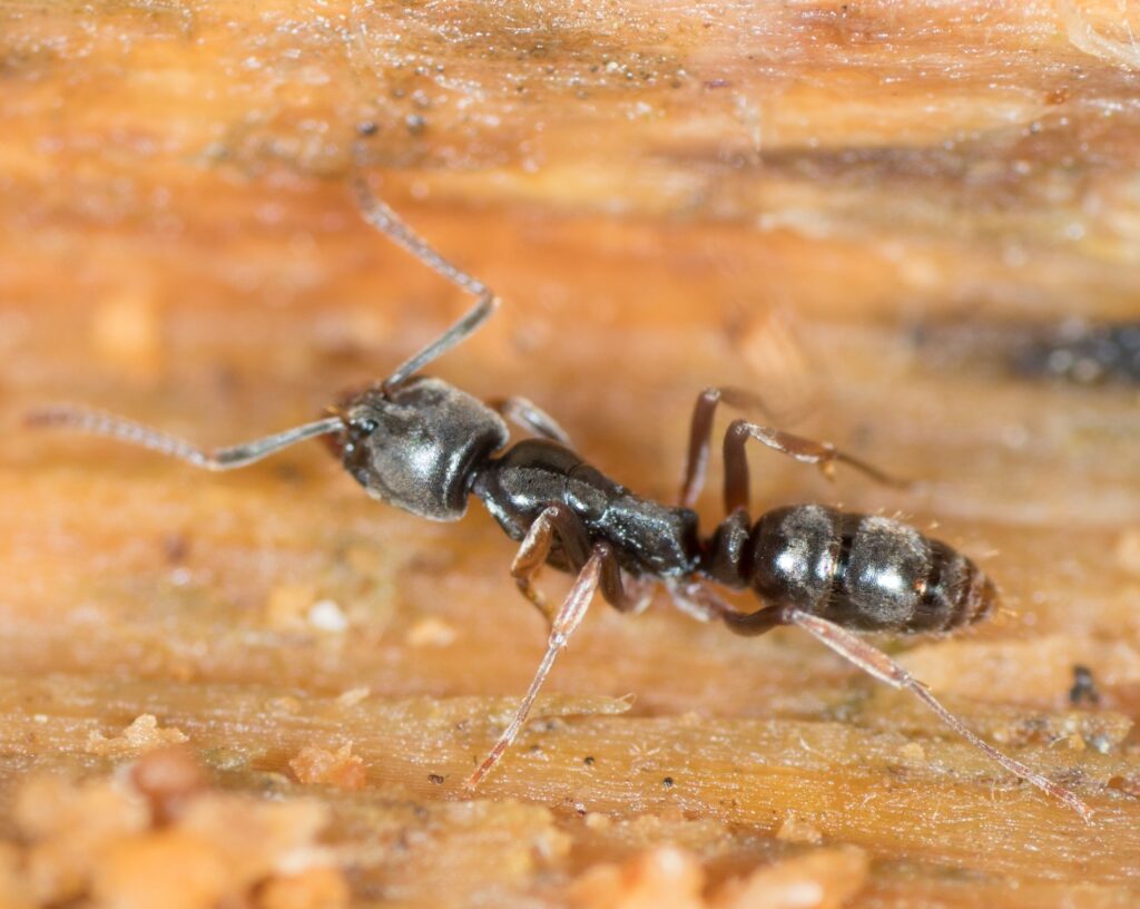 Asian Needle Ant Facts, Description, and Pictures