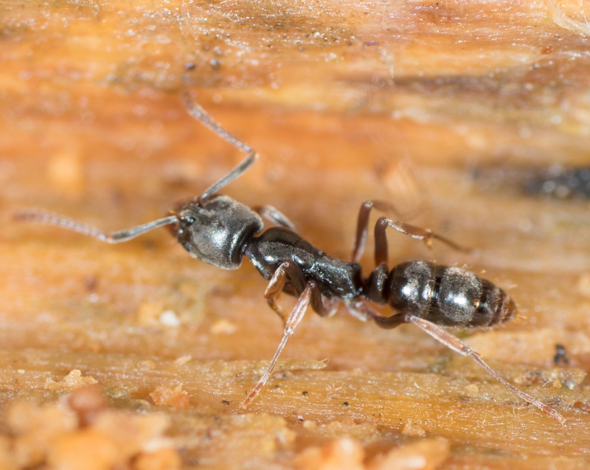 Asian Needle Ant Facts, Description, and Pictures