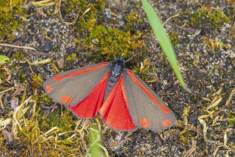 Cinnabar Moth Facts, Description, and Pictures