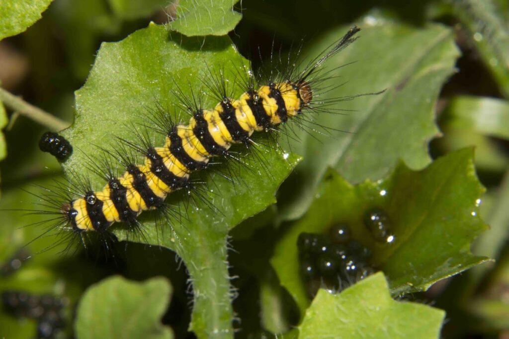 Cinnabar Moth Facts, Description, and Pictures