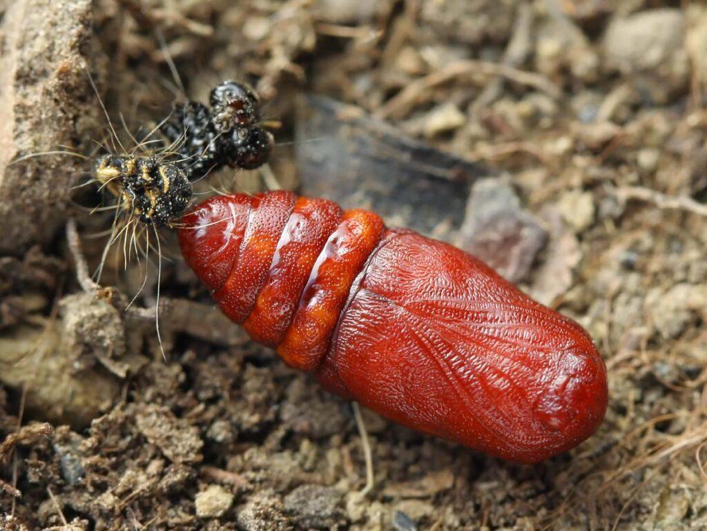 Cinnabar Moth Facts, Description, and Pictures