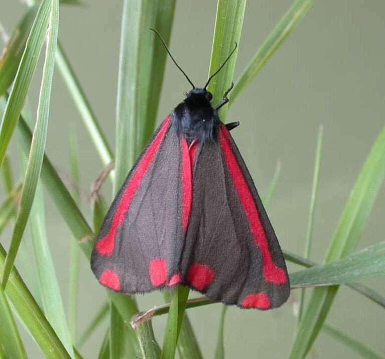 Cinnabar Moth Facts, Description, and Pictures