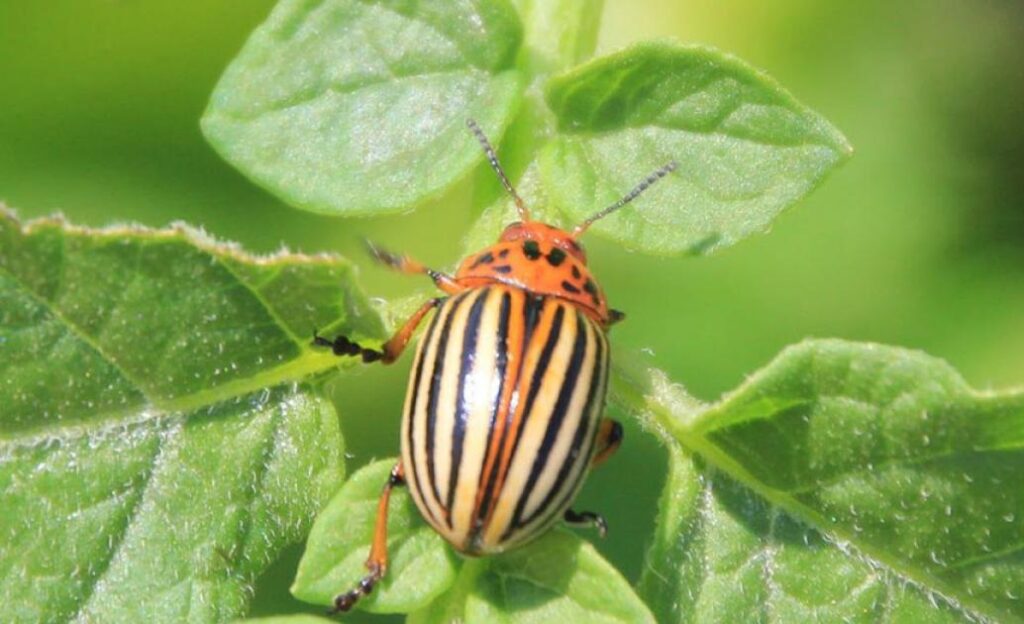 Colorado Potato Beetle, Description, and Pictures