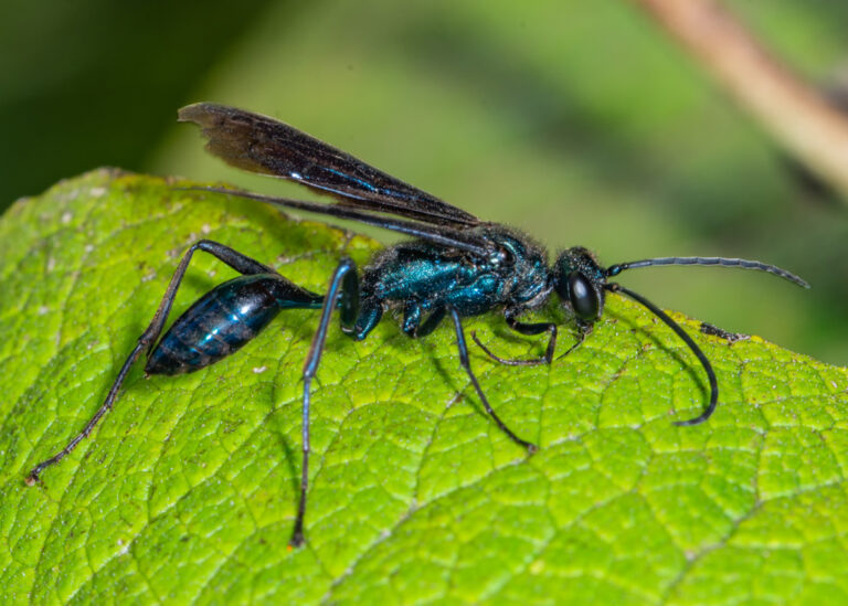 Blue Mud Dauber Facts, Description, and Pictures