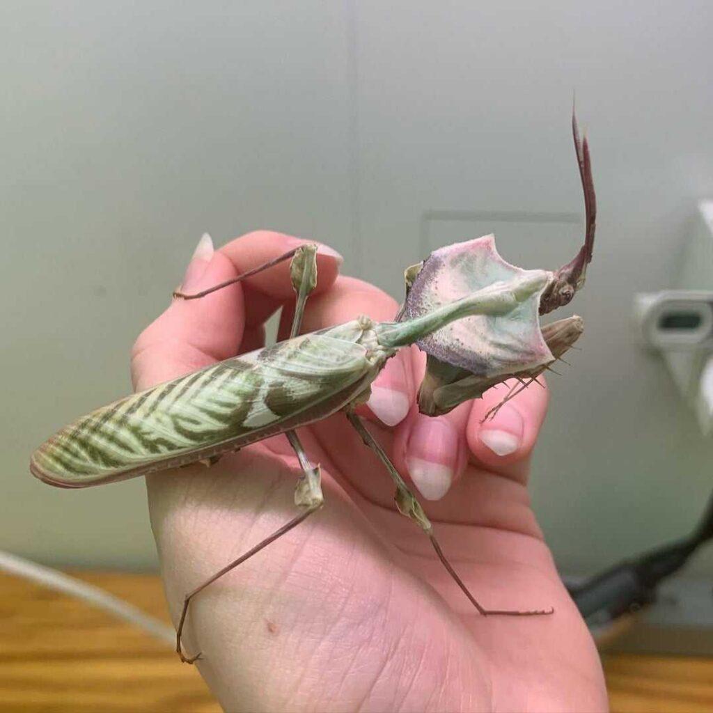Chinese Mantis Facts, Description, and Pictures
