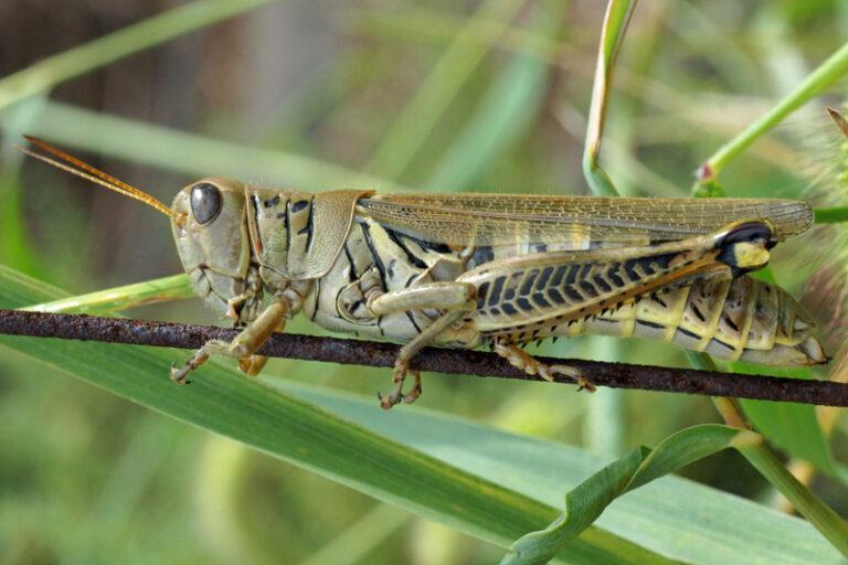 Rainbow Grasshopper Facts, Description, and Pictures