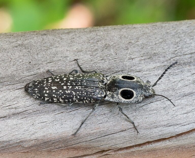 Grapevine Beetle Facts, Description, and Pictures