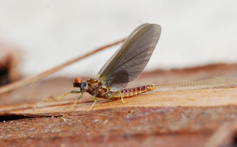 Hendrickson Mayfly: Facts, Identification and Pictures