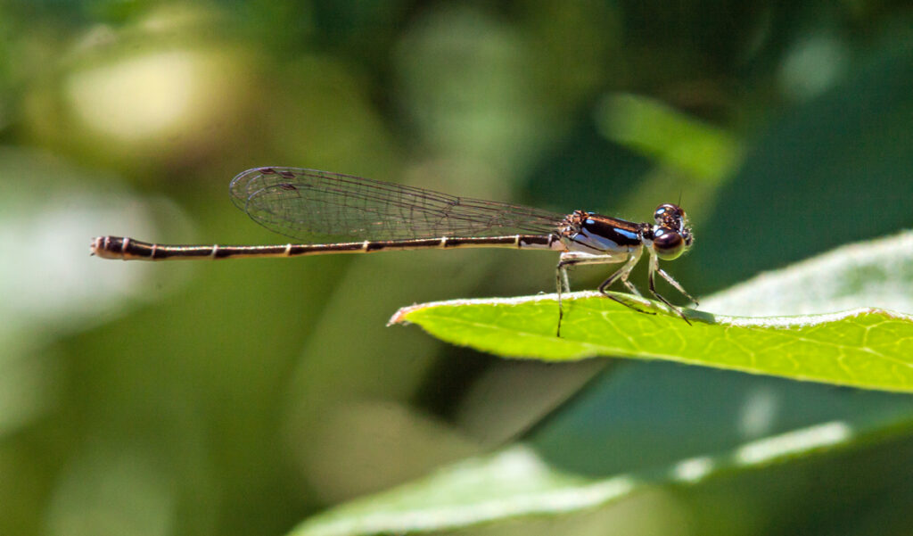 Forktail Facts, Identification and Pictures