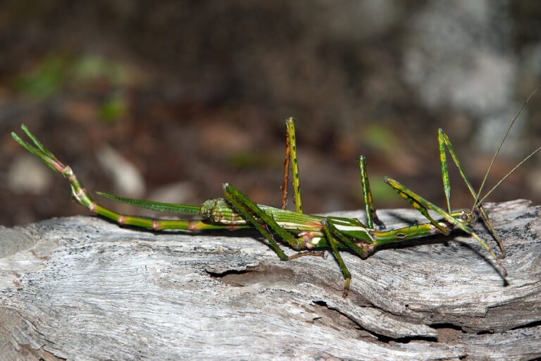 Lord Howe Island Stick Insect Facts, Identification and Pictures
