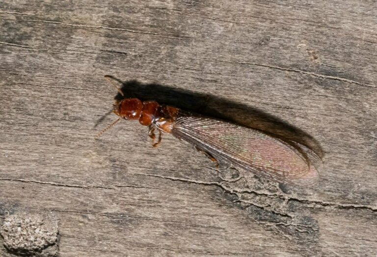 Western Drywood Termite Facts, Identification and Pictures