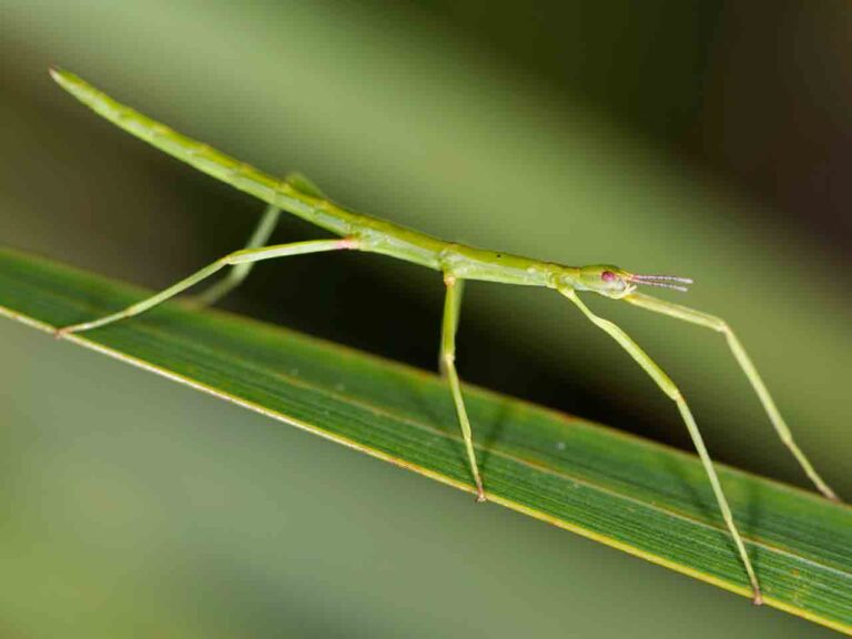 Lord Howe Island Stick Insect Facts, Identification and Pictures