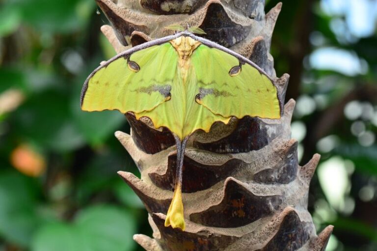Comet Moth Facts, Description, and Pictures
