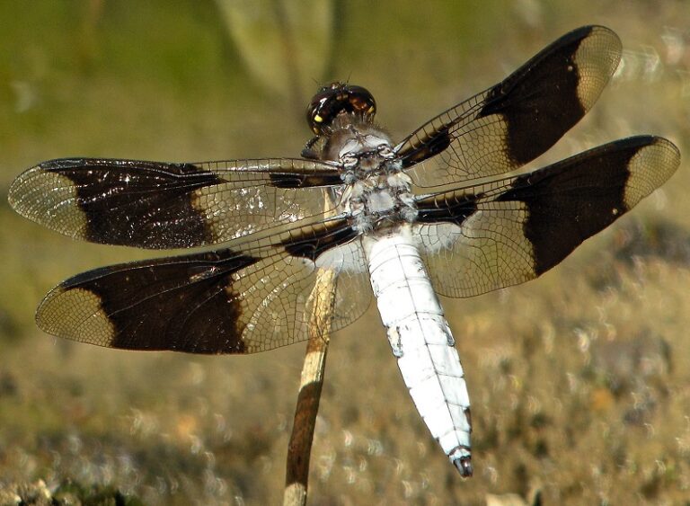 Common Whitetail Facts, Description, and Pictures