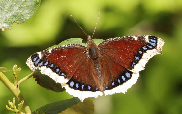 Zebra Longwing Butterfly Facts, Identification and Pictures