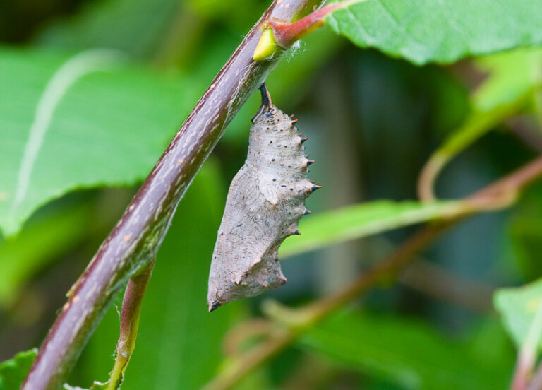 Mourning Cloak Butterfly Facts, Identification and Pictures