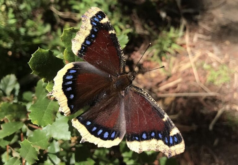 Mourning Cloak Butterfly Facts, Identification and Pictures
