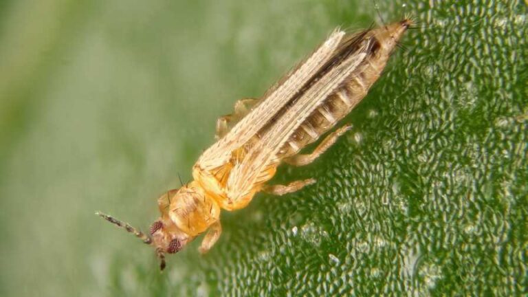 Western Flower Thrips: Facts, Identification and Pictures
